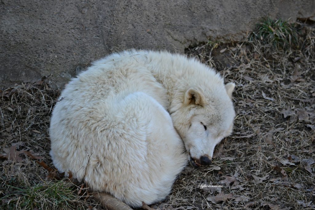 Let Sleeping Wolves Lie - Sleeping Wolf Photo - Photography by ...